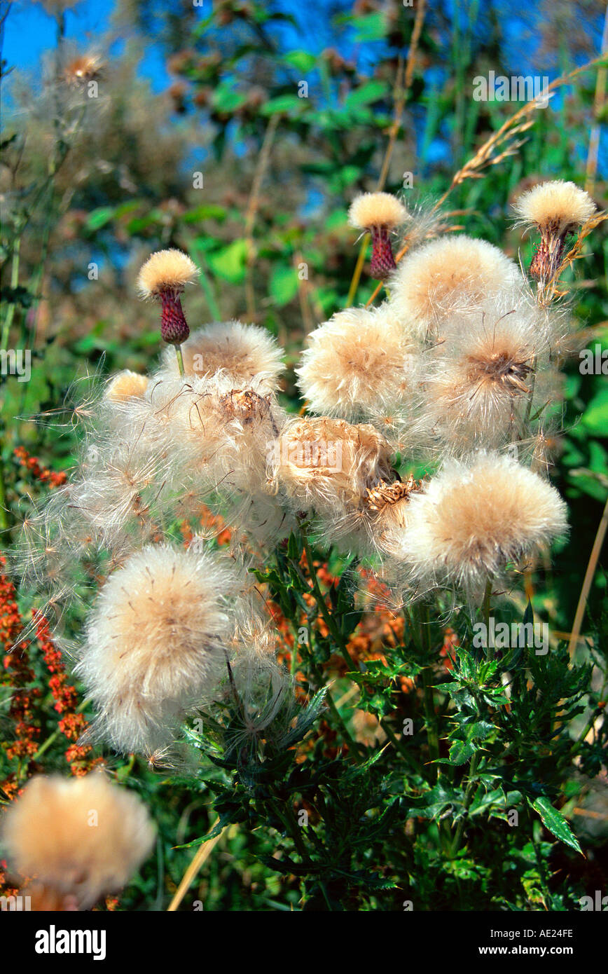 Fluffy flower spikes hi-res stock photography and images - Alamy