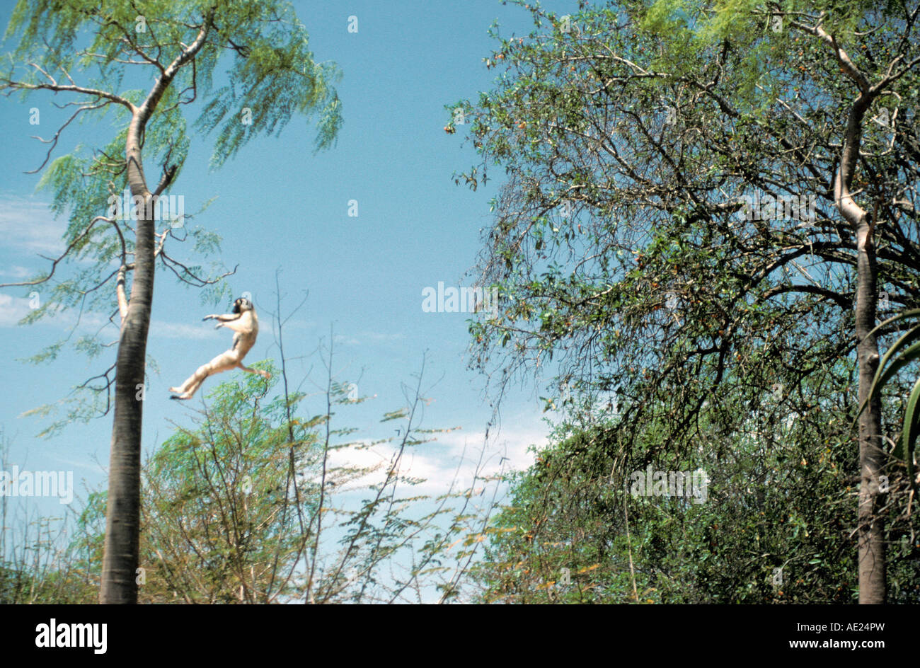 MADAGASCAR PROPITHECUS VERREAUXI le propitheque de verreaux Madacascar ...