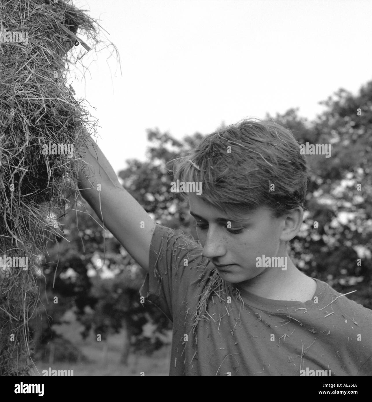 A young man haymaking Llanwrda Carmarthenshire Wales UK Stock Photo - Alamy