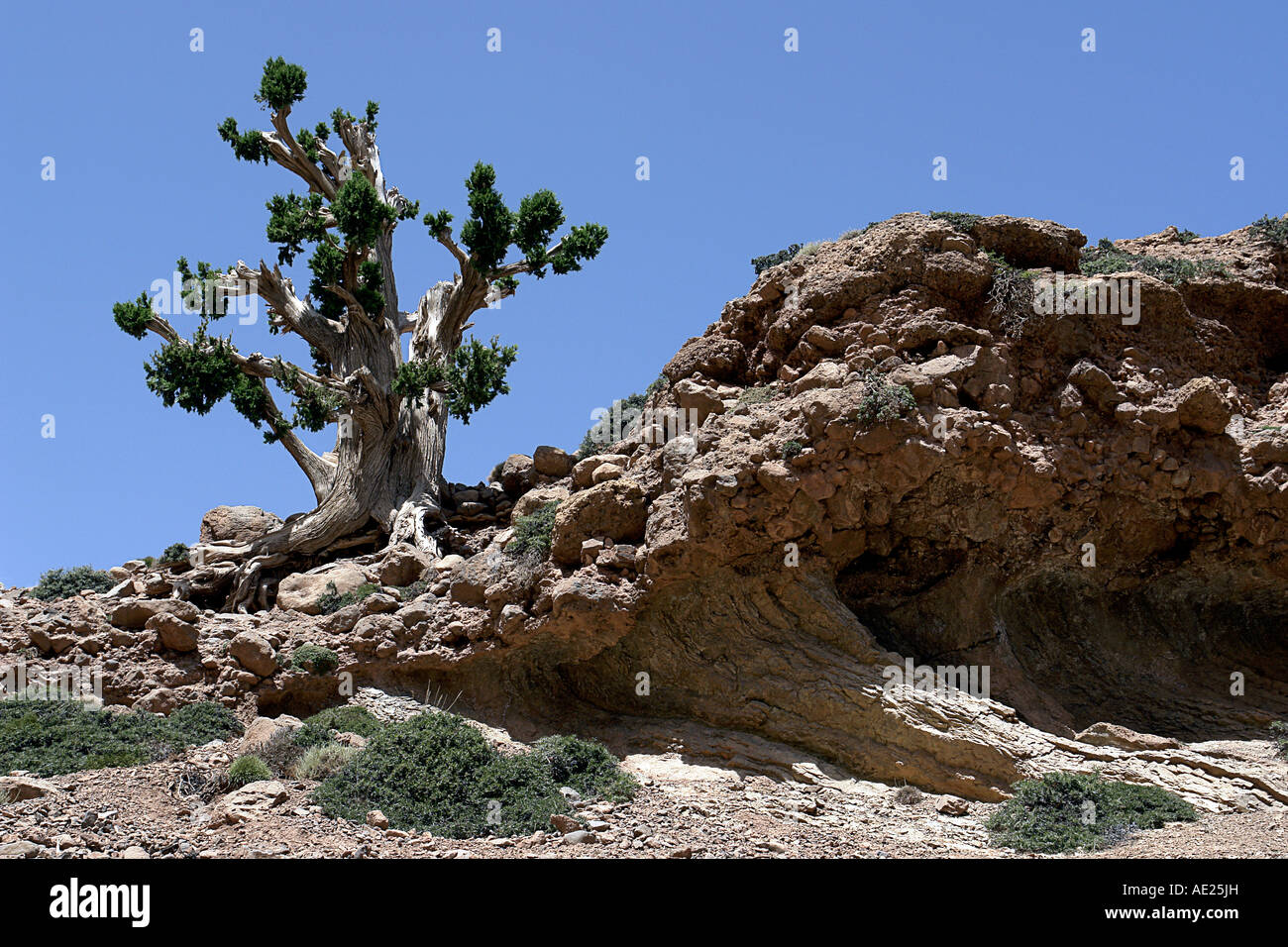 Landscape juniper tree high atlas hi-res stock photography and images ...