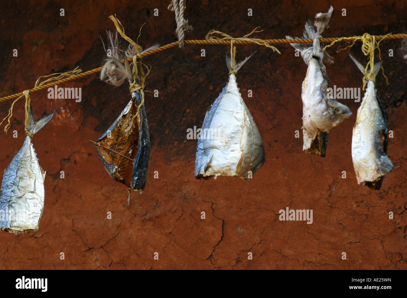 Bharad Khol, Drying Fish, Raigad District, Maharashtra, India Stock ...