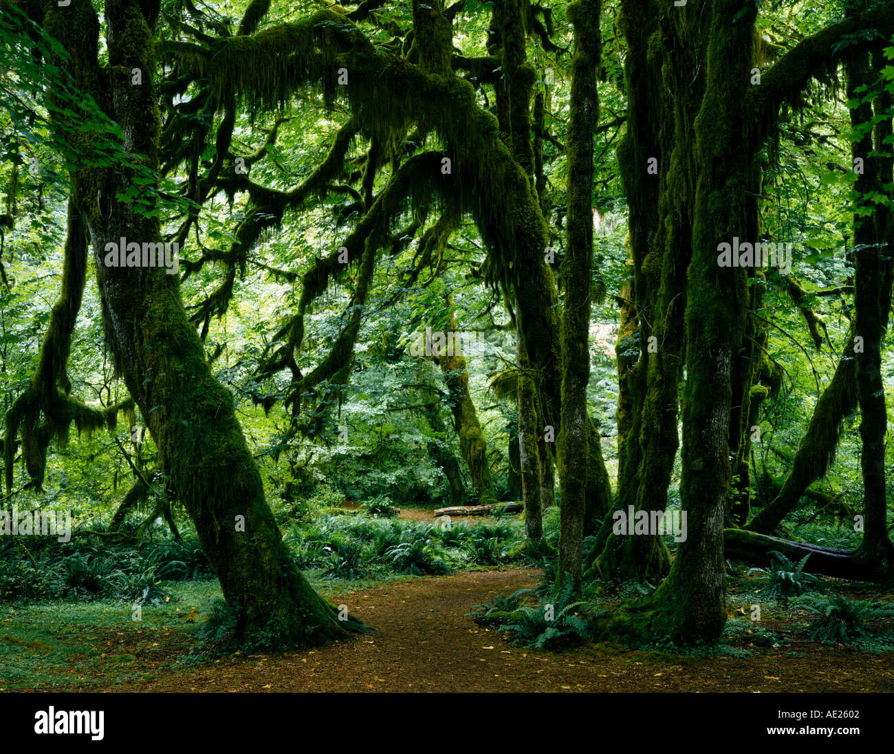 Olympic National Park Washington and the Hoh River Rain Forest Stock ...