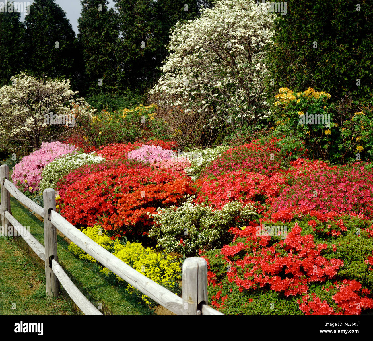 wooden fence and red and white azaleas in bloom on Long Island New York ...