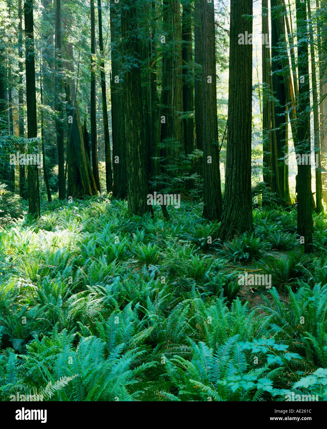Redwood Forest in Olympic National Park in Washington State USA Stock ...