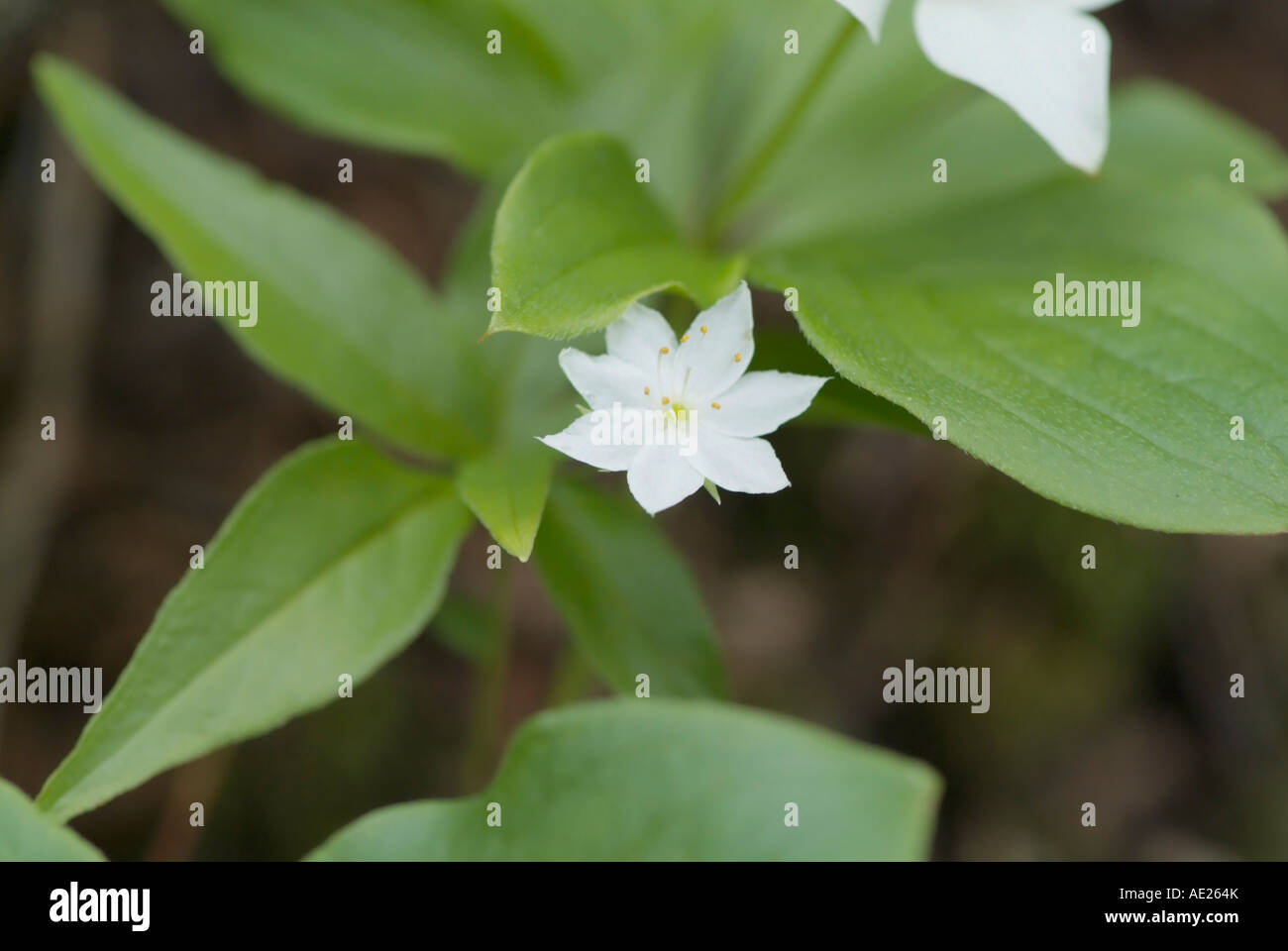 Starflower -Trientalis borealis Stock Photo - Alamy
