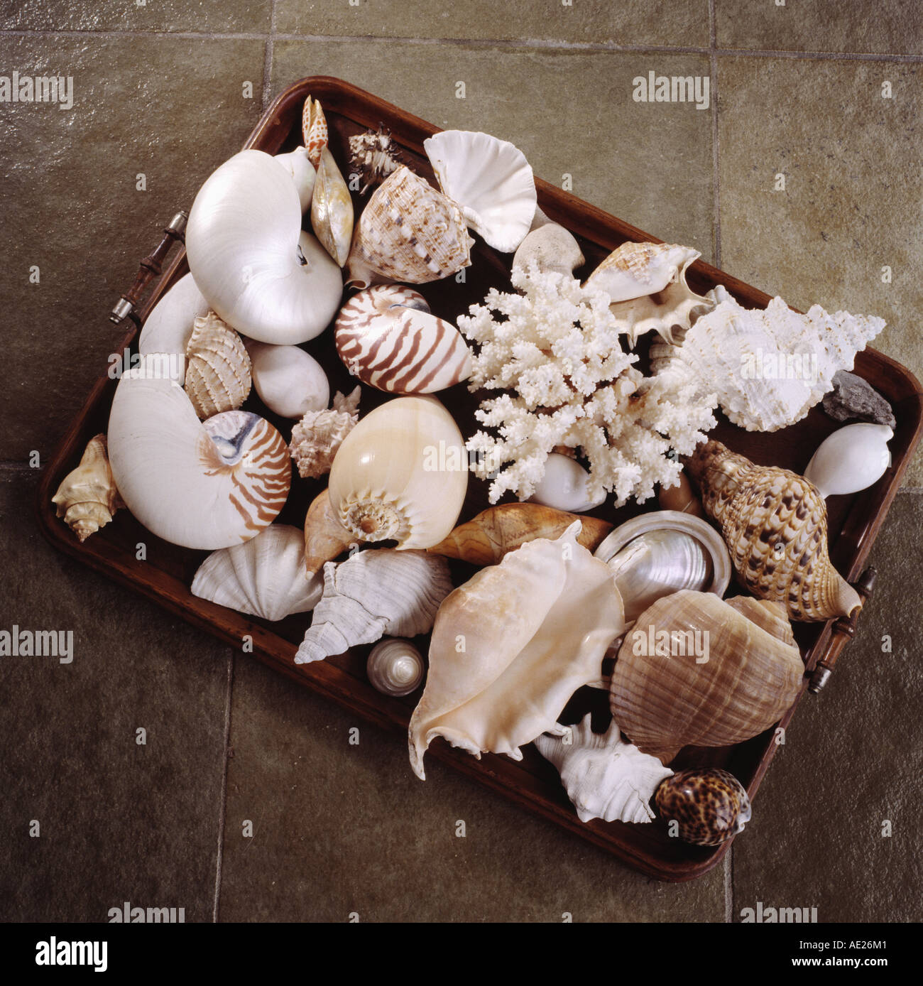 Still-Life of collection of seashells on wooden tray Stock Photo - Alamy