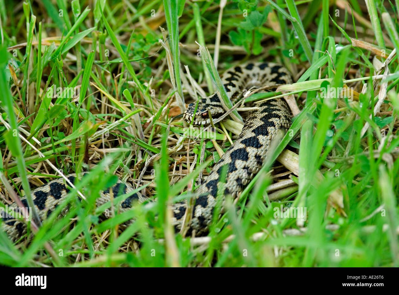 Viper grass hi-res stock photography and images - Alamy