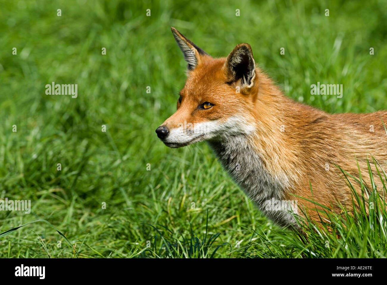 Red Fox (Vulpes vulpes Stock Photo - Alamy