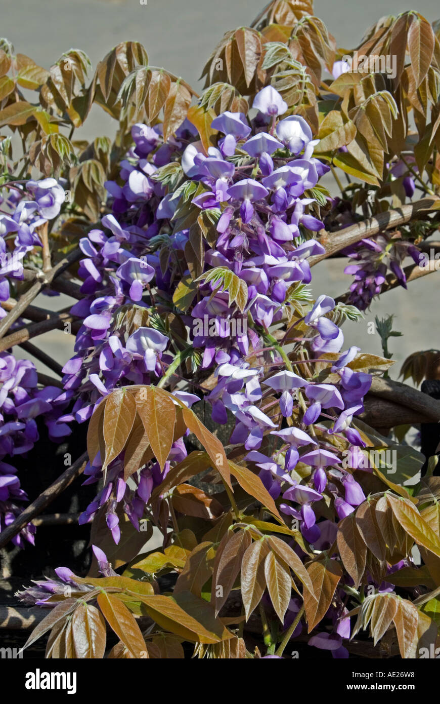 Wisteria venusta hi-res stock photography and images - Alamy