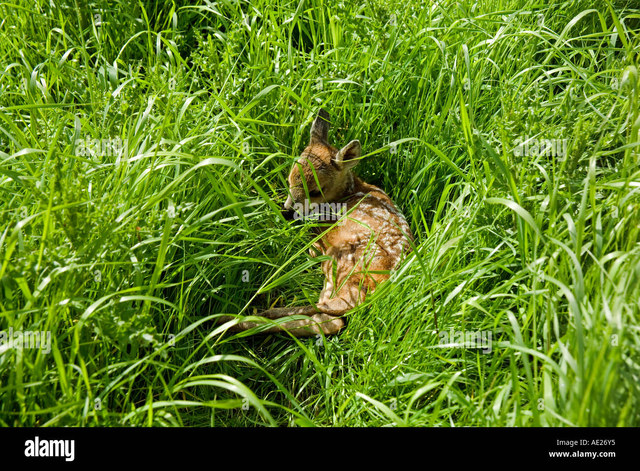 Capreolus capreolus fawn hi-res stock photography and images - Alamy