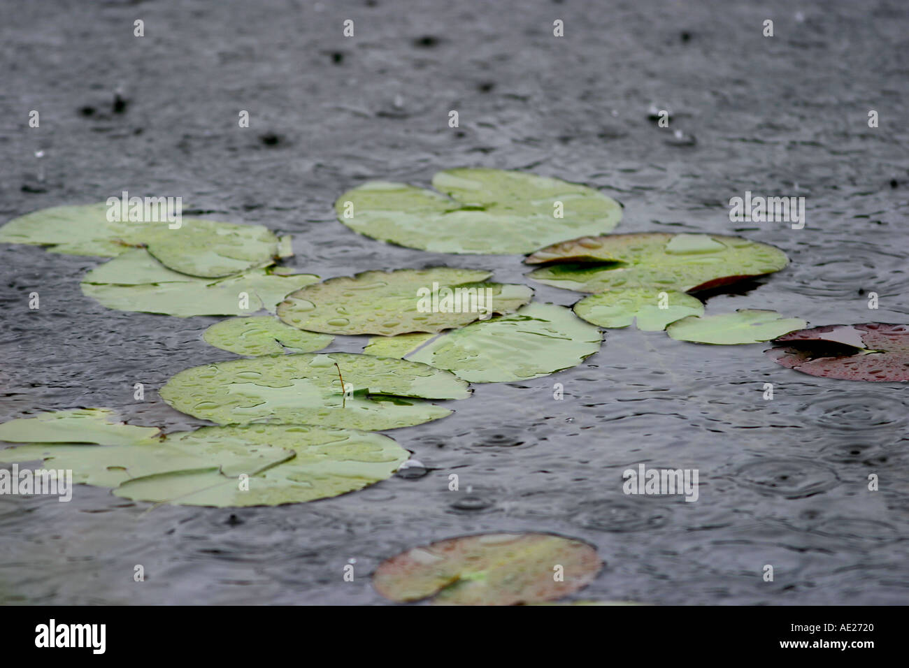 Rain on lake Stock Photo - Alamy