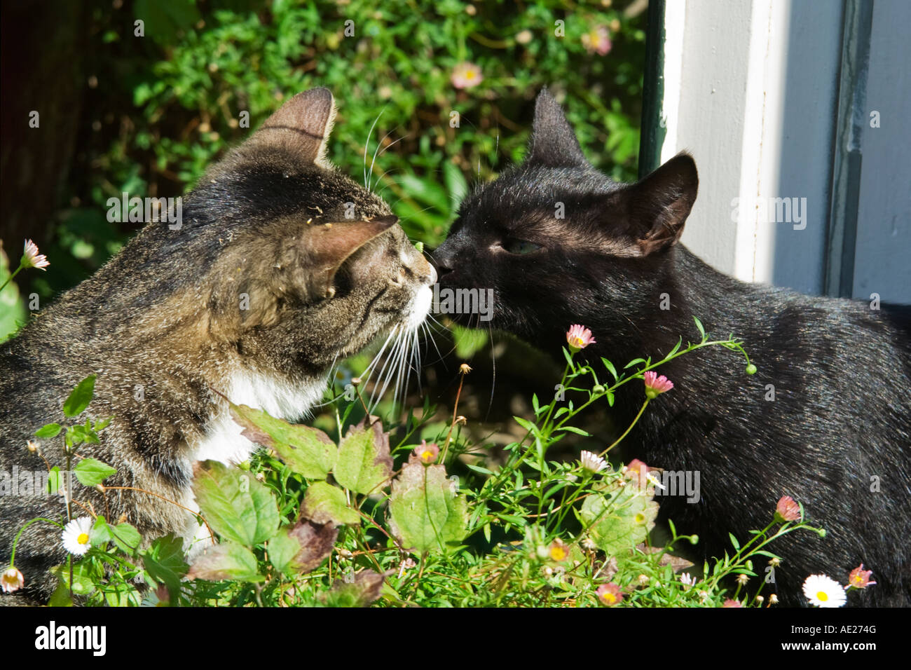 Smelling cat house hi-res stock photography and images - Alamy
