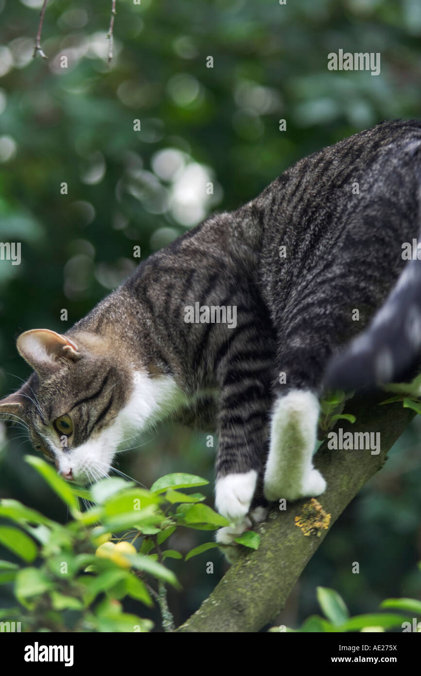 Cat in tree Stock Photo - Alamy