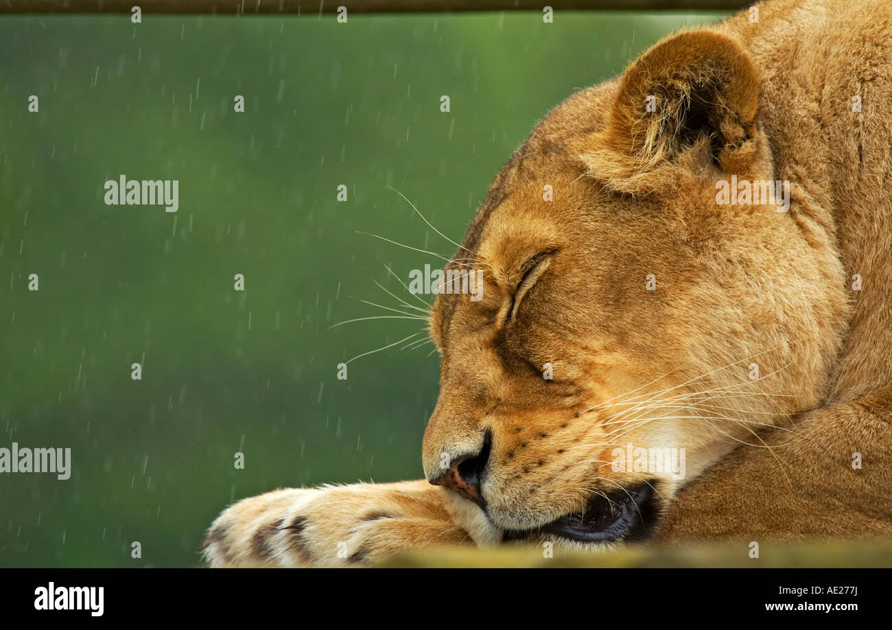 Lioness sleeping in the rain Stock Photo - Alamy
