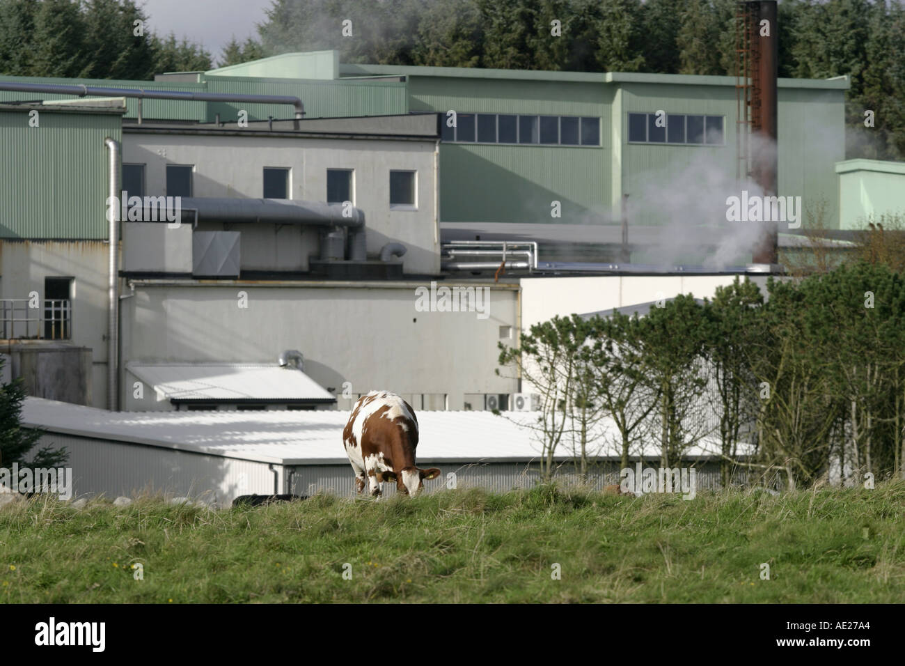 Cow in front of factory Stock Photo - Alamy