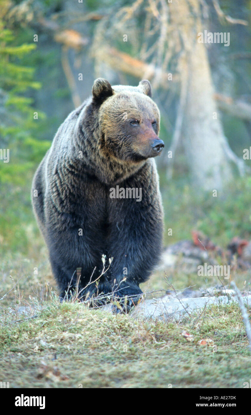 European Brown Bear Ursus arctos covered in frost walking through a ...