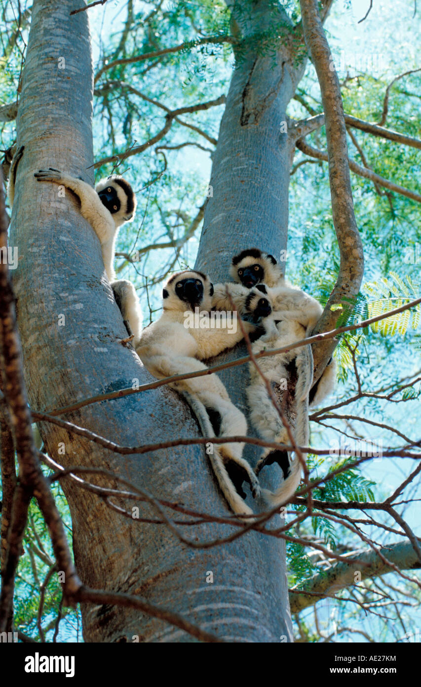 Madagascar propithecus verreauxi le propitheque hi-res stock ...