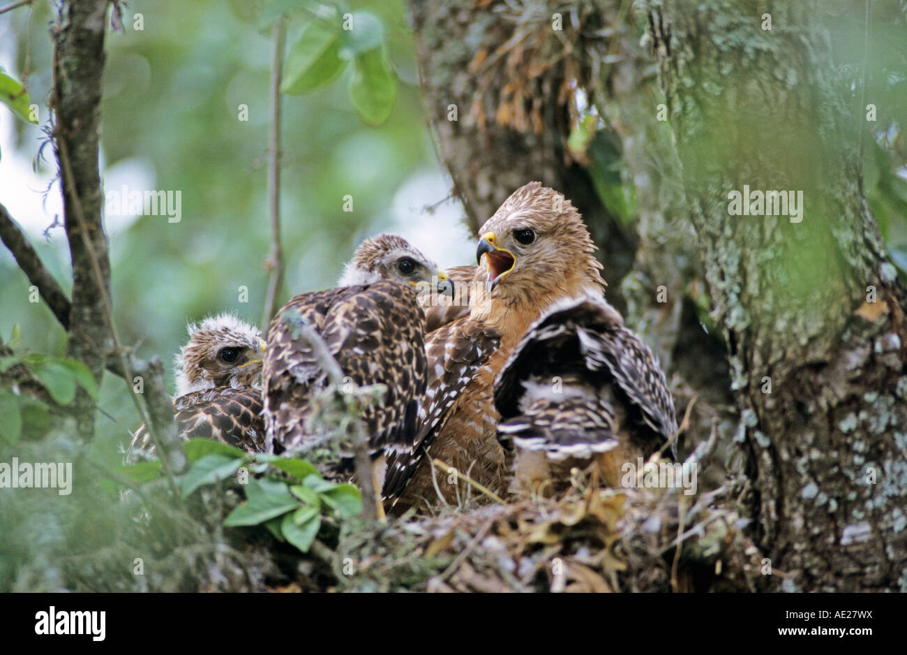 Red-shouldered Hawk Buteo lineatus adult and young in nest San Antonio Texas USA June 2004 Stock ...