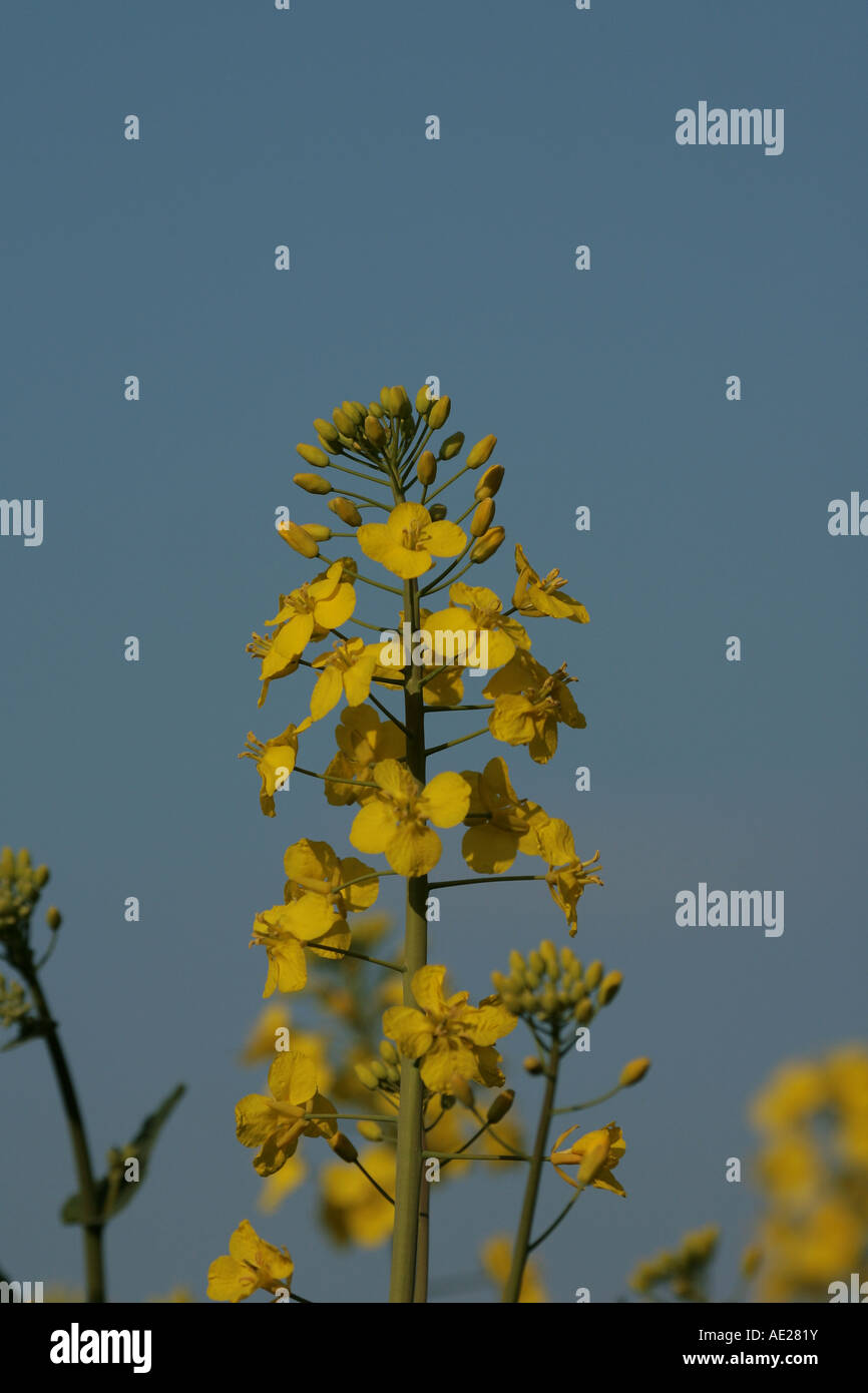 Oilseed Rape flowerhead Stock Photo - Alamy