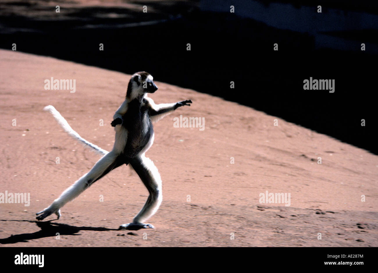 Propitheque de verreaux hi-res stock photography and images - Alamy