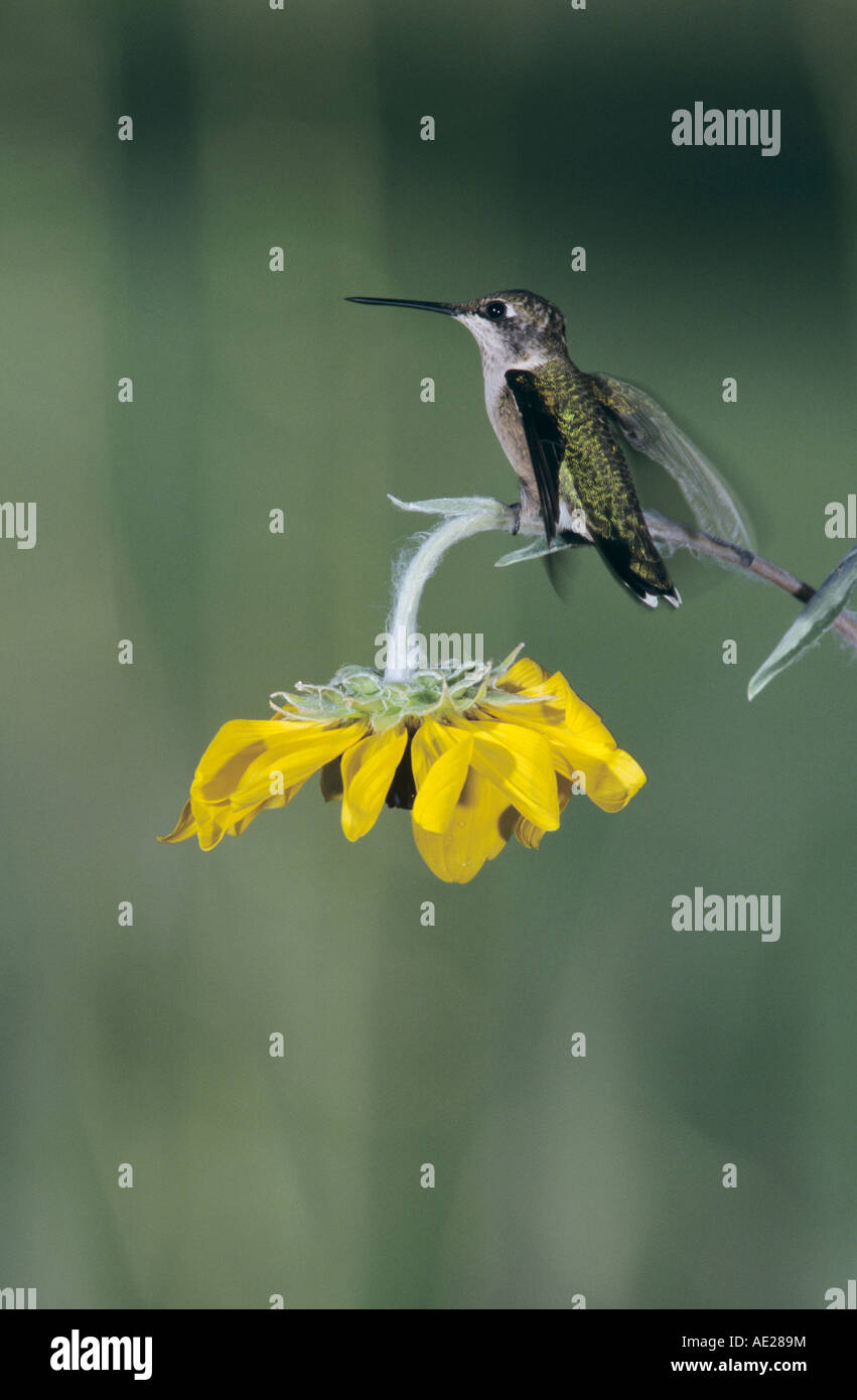 Ruby-throated Hummingbird Archilochus colubris female perching on ...