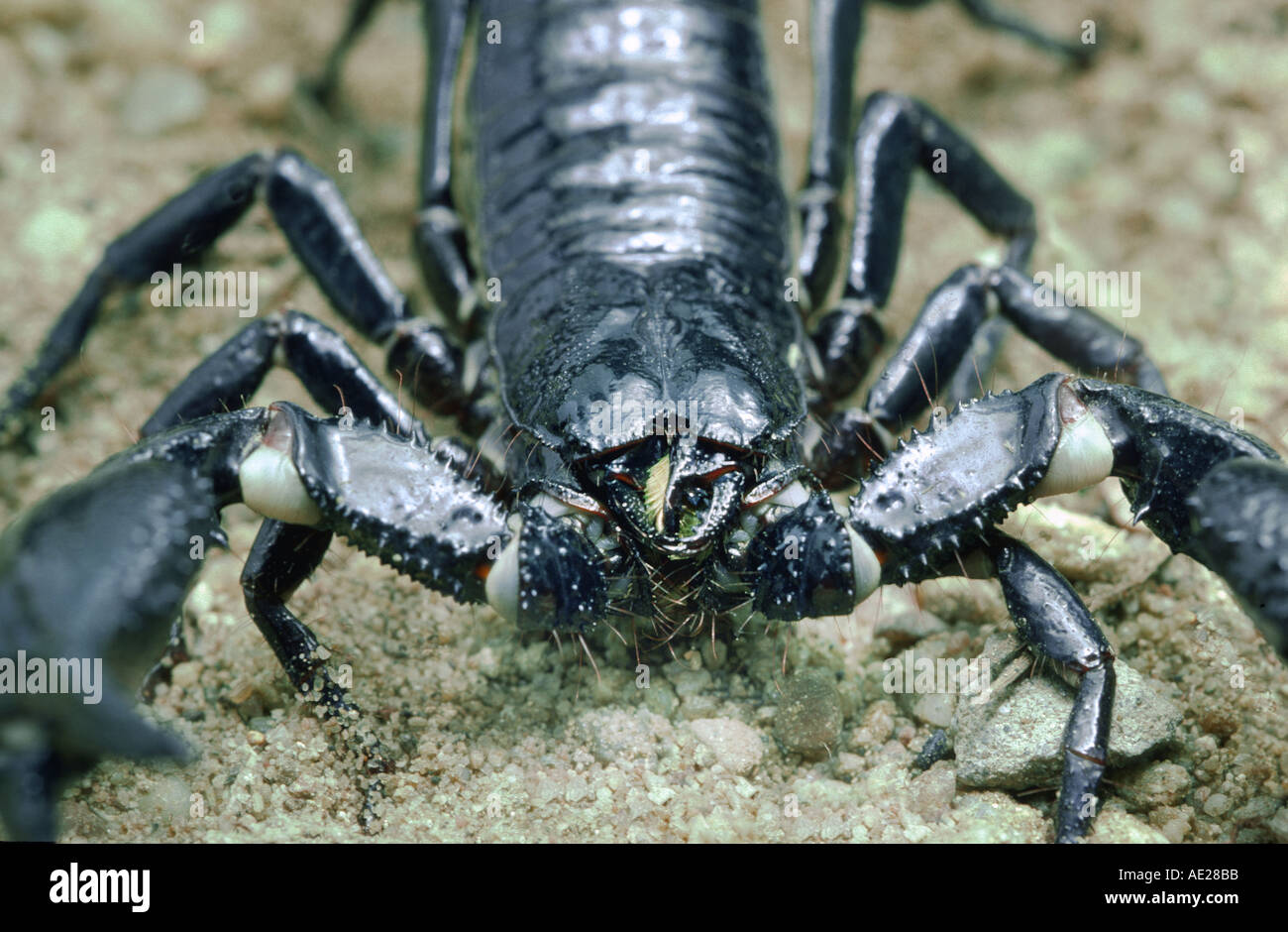 blue SCORPION face Pandinoratum spec. Thailand Stock Photo - Alamy