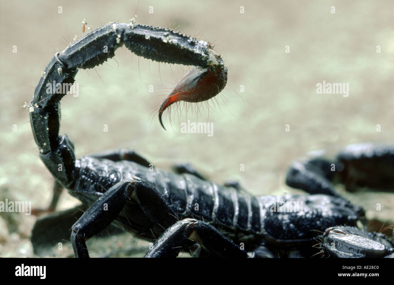 blue SCORPION poison bladder and sting Pandinoratum spec. Thailand ...