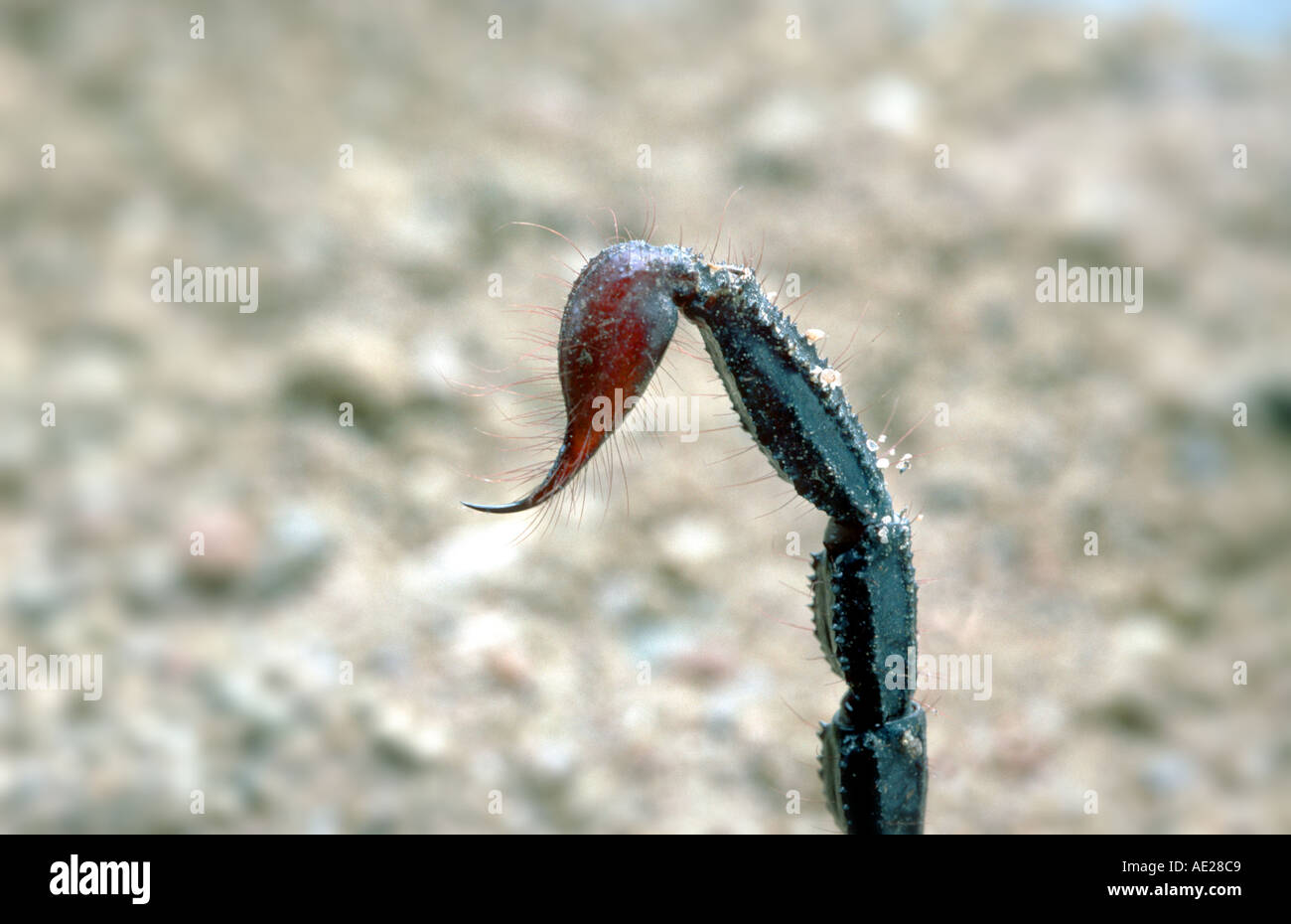 blue SCORPION poison bladder and sting Pandinoratum spec. Thailand ...