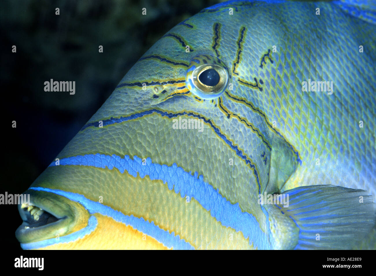 Queen Triggerfish Teeth