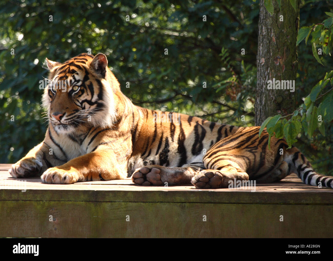 Sumatran tiger sumatra panthera hi-res stock photography and images - Alamy