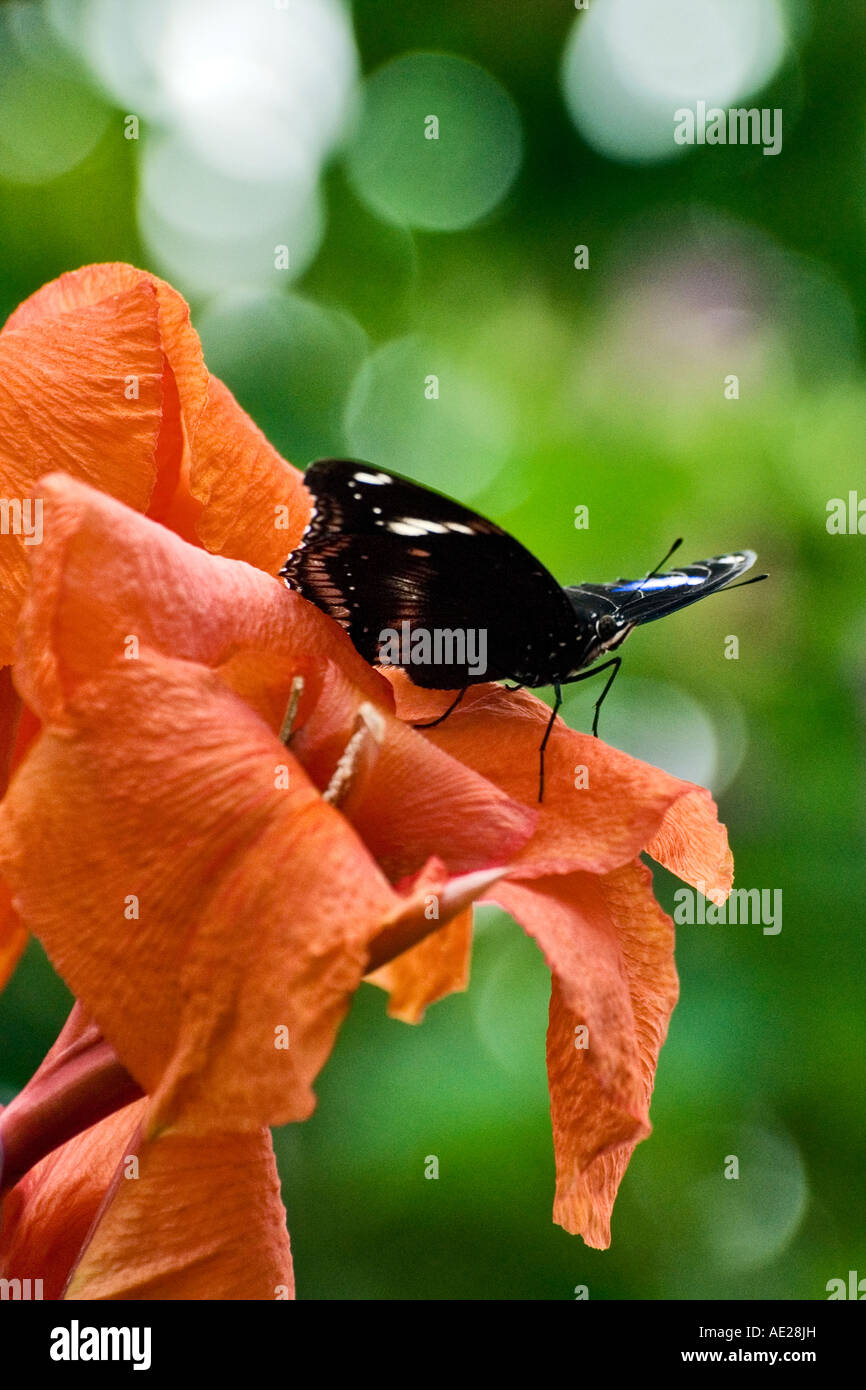 Black & Red Butterfly Stock Photo - Alamy