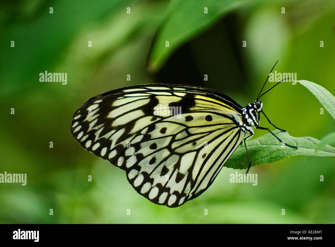 White Tree Nymph Butterfly Stock Photo - Alamy