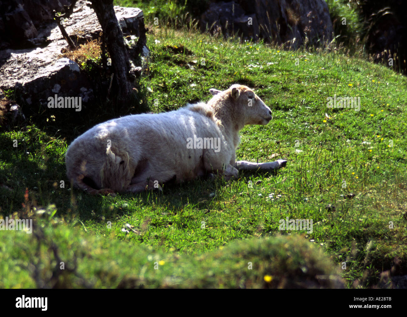 Sheep, Gower, Wales Stock Photo - Alamy