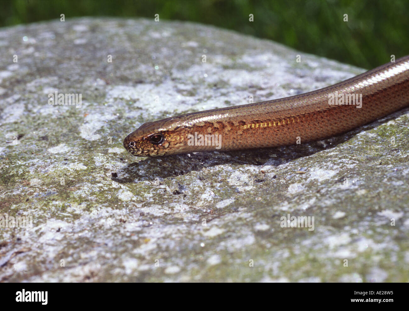 Lizard Eating Worm High Resolution Stock Photography and Images - Alamy