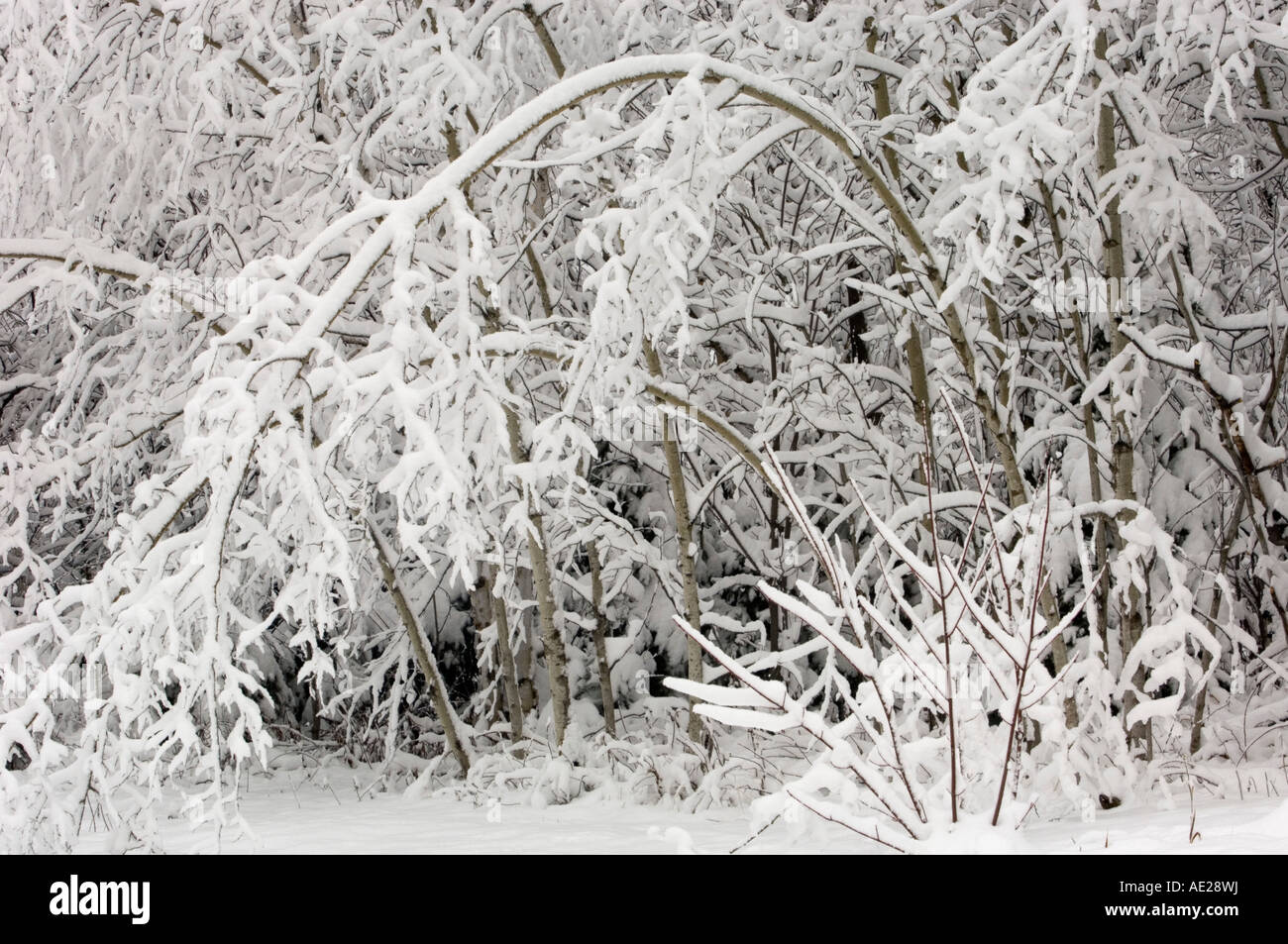 Fresh, heavy, wet snow on roadside trees, Greater Sudbury, Ontario ...