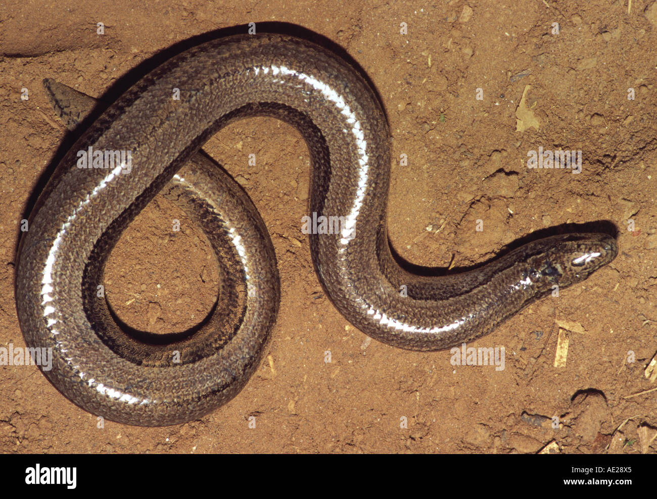 Slow worm eating uk hi-res stock photography and images - Alamy