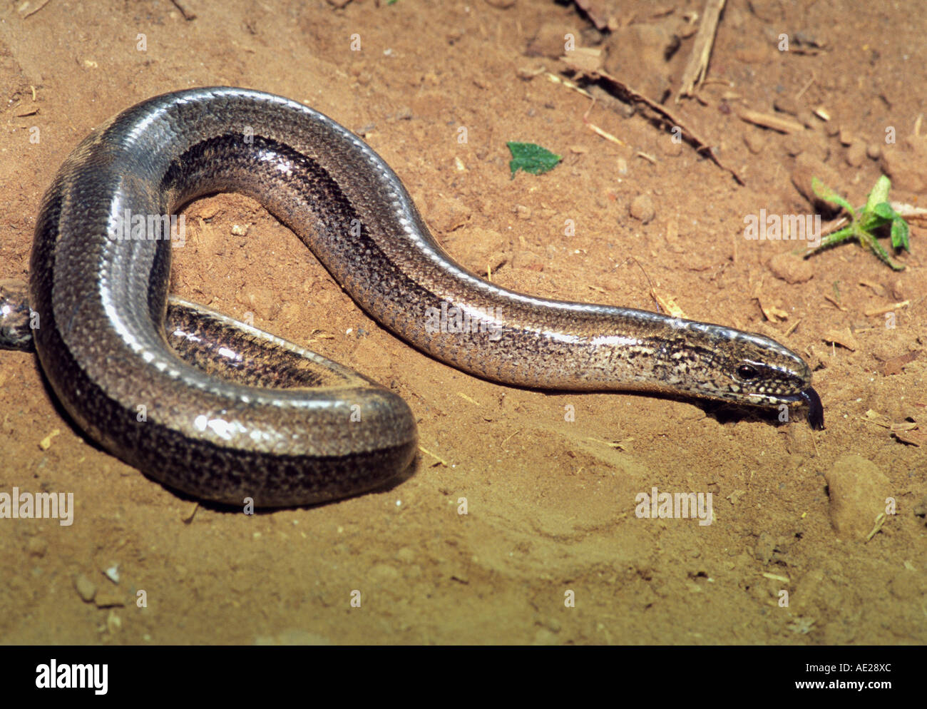 Smooth slug snake hi-res stock photography and images - Alamy