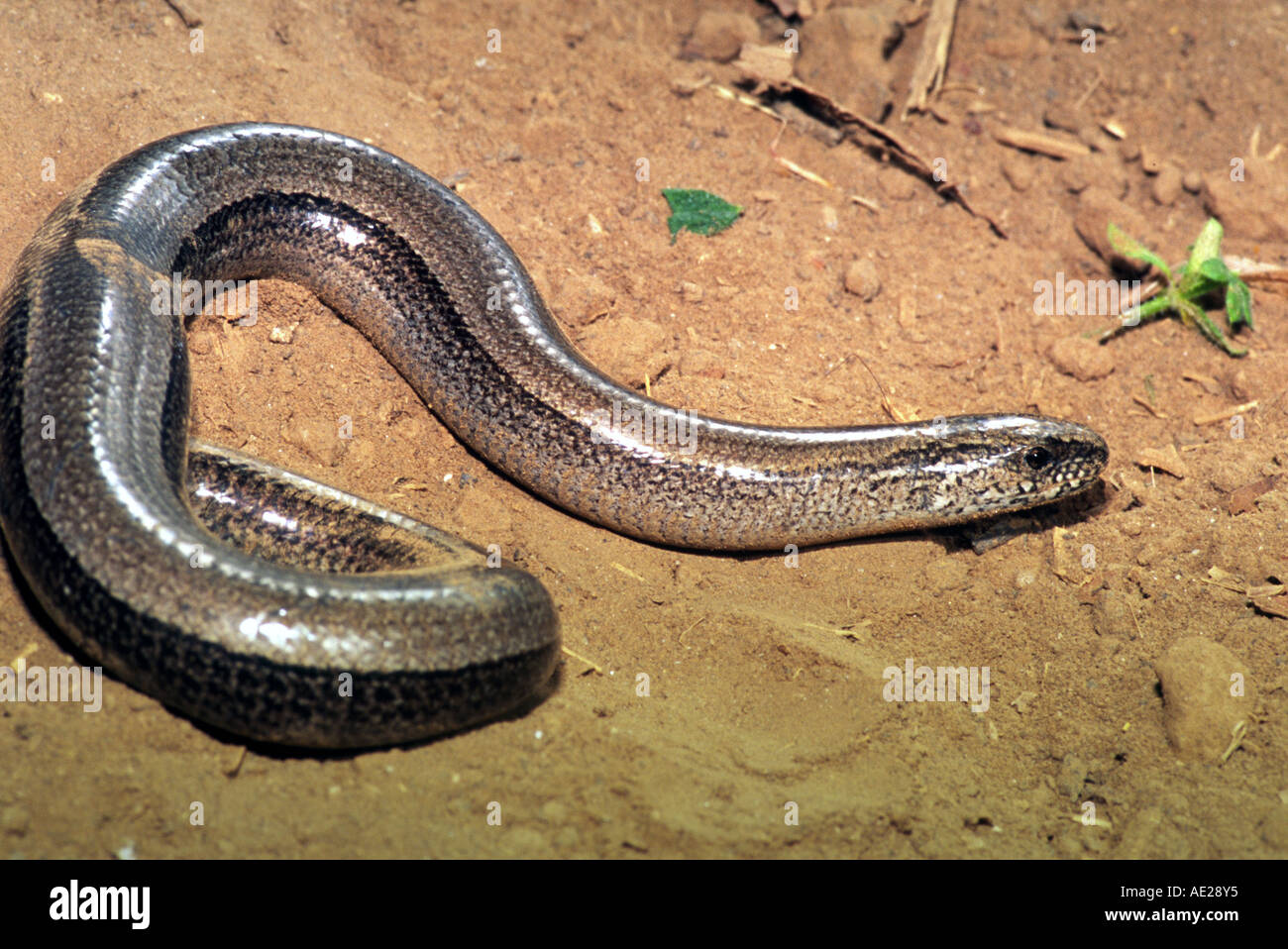 Worm skink hi-res stock photography and images - Alamy