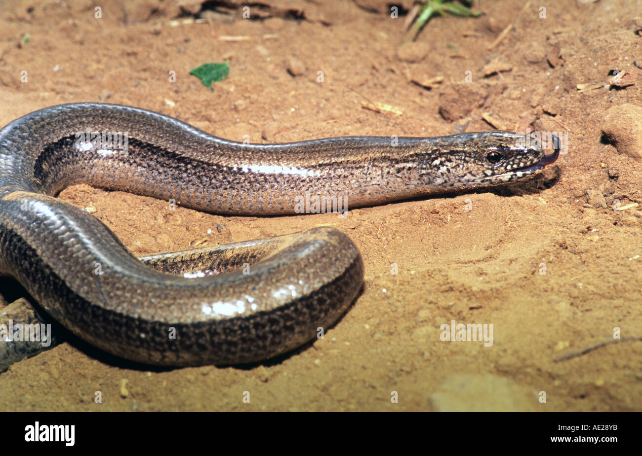 Smooth slug snake hi-res stock photography and images - Alamy