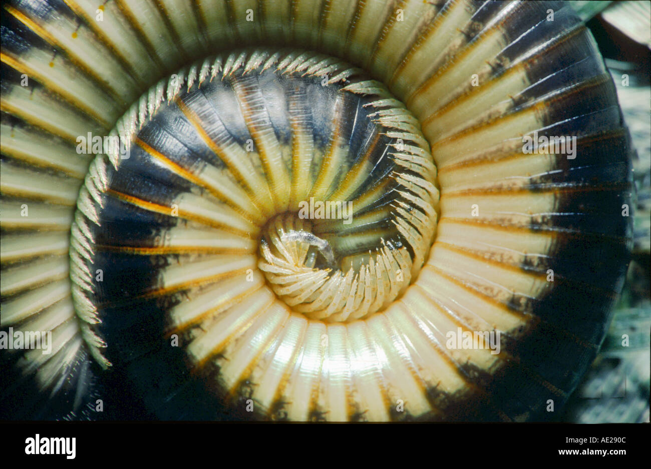 Millipede coil hi-res stock photography and images - Alamy