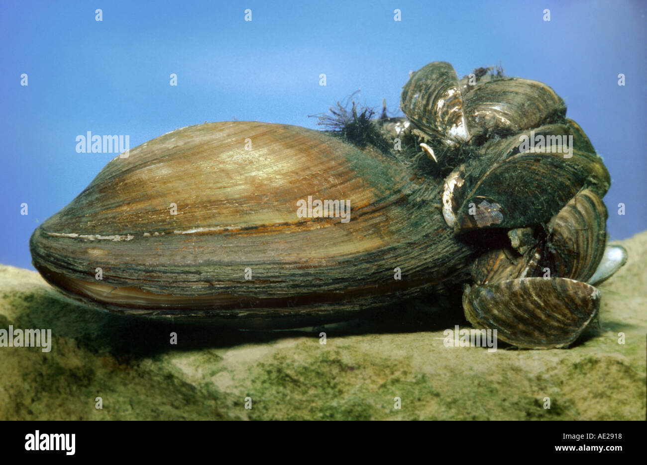 Zebra Mussels on a Mytilus Bivalvia Dreissena polymorpha Stock Photo ...