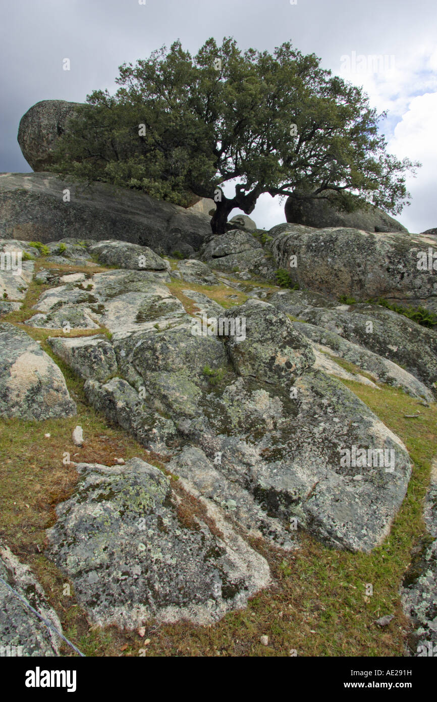 Cork Oak (Quercus suber) and granite boulder terrain Stock Photo - Alamy