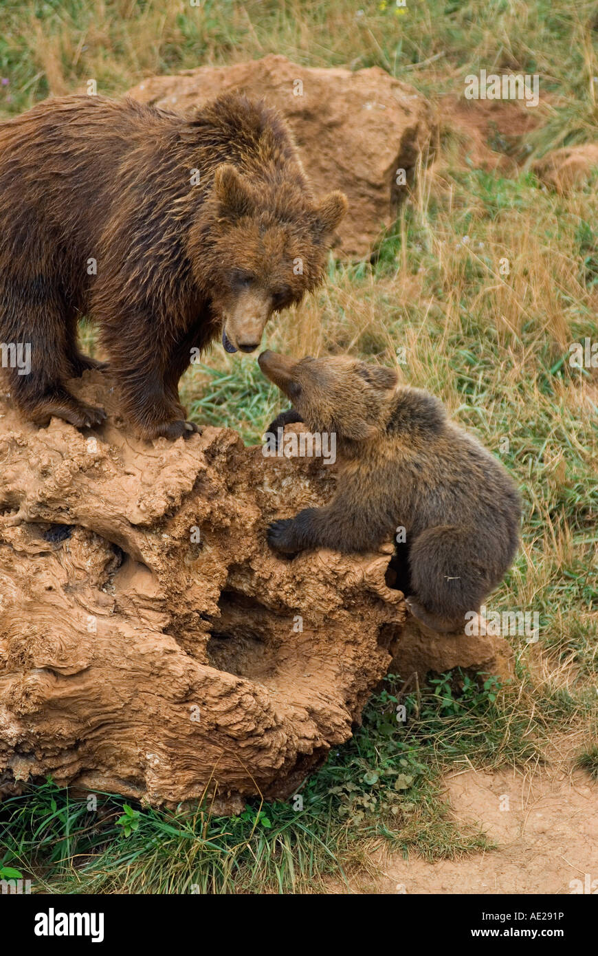 Brown bear mother and cub Stock Photo - Alamy