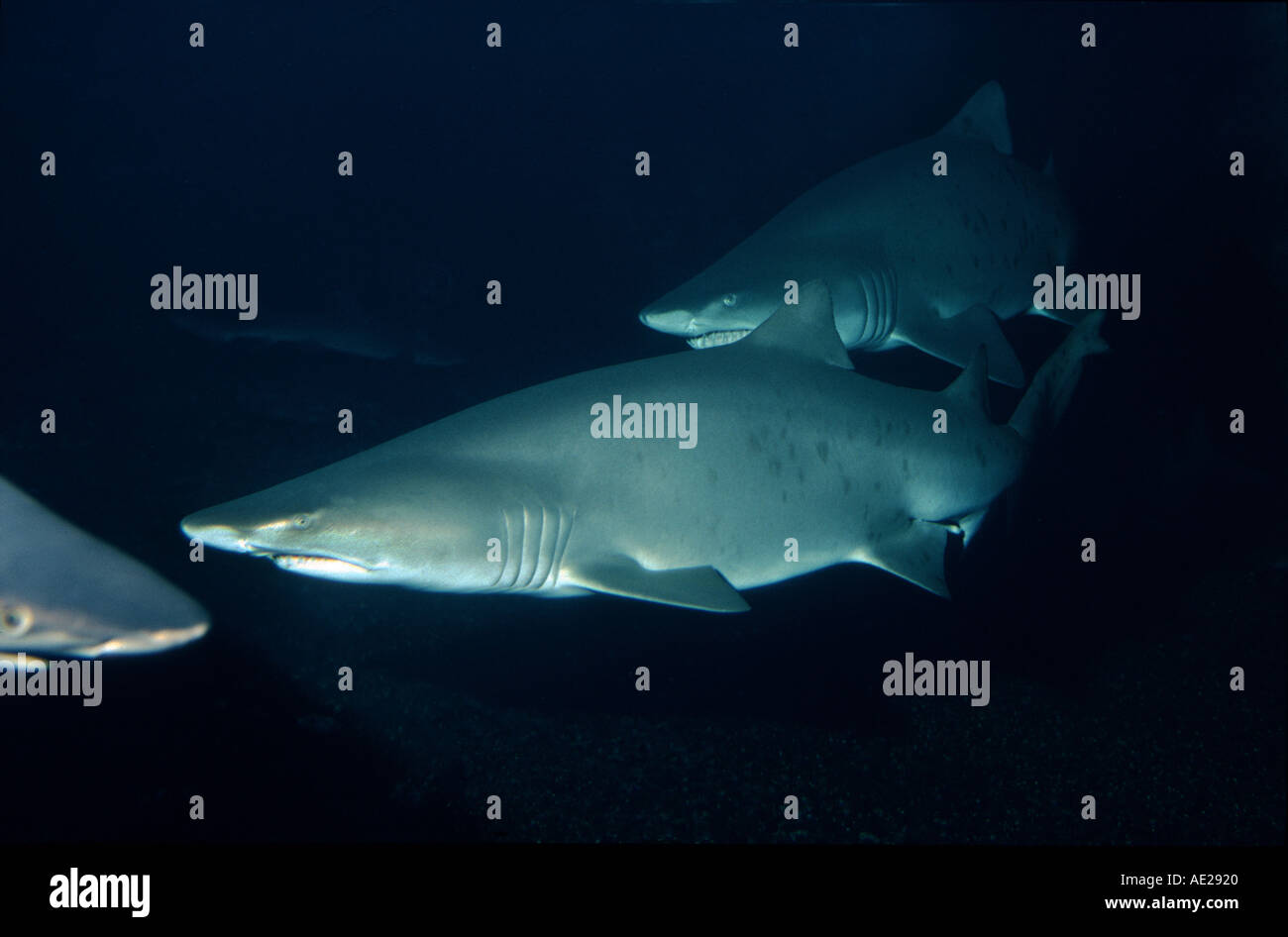 Sharks swim under blue water hi-res stock photography and images - Alamy