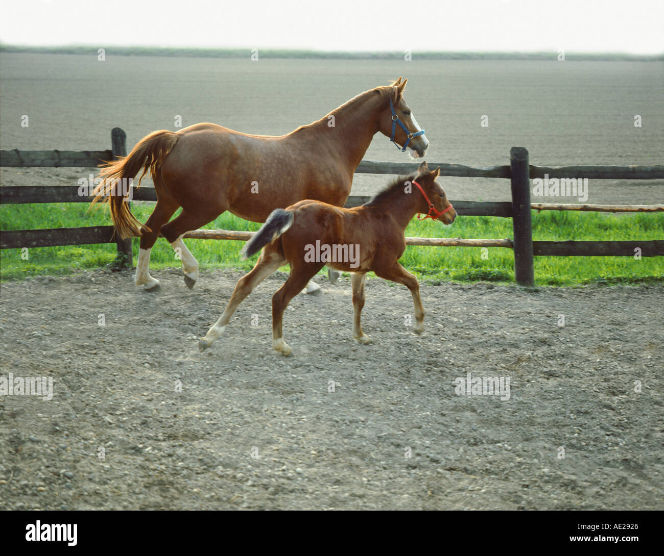 Horses mother child 2 horse hi-res stock photography and images - Alamy