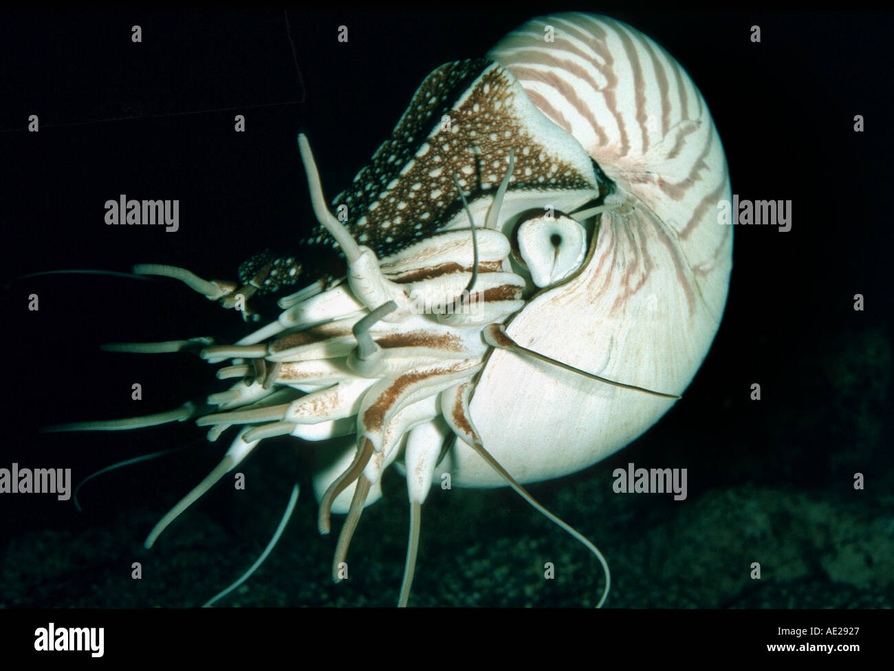 living nautilus wandering on the ground looking for Food Stock Photo ...