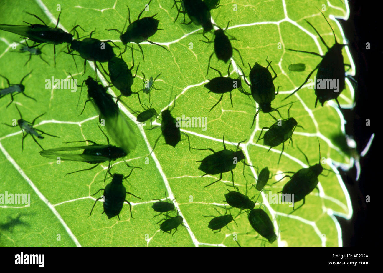 tree louses PLANT LOUSE on a leaf leech Stock Photo - Alamy