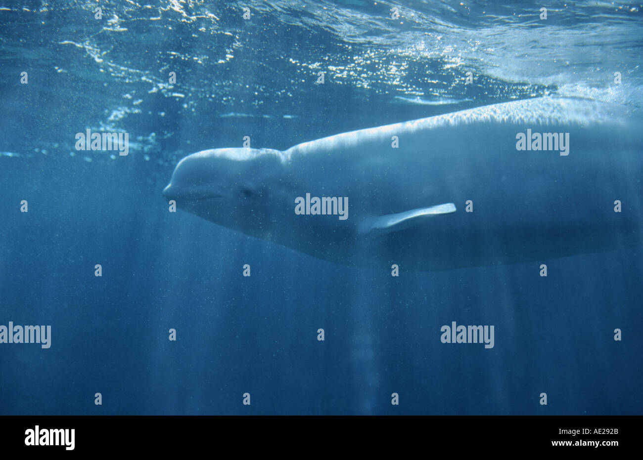 white BELUGA whale Stock Photo - Alamy
