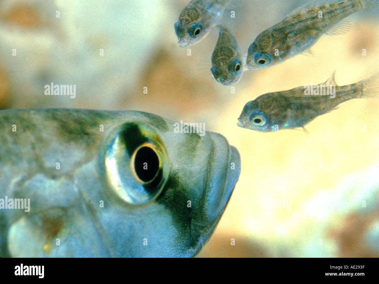 mouth breeding fish female with joung fishes in front of its mouth ...