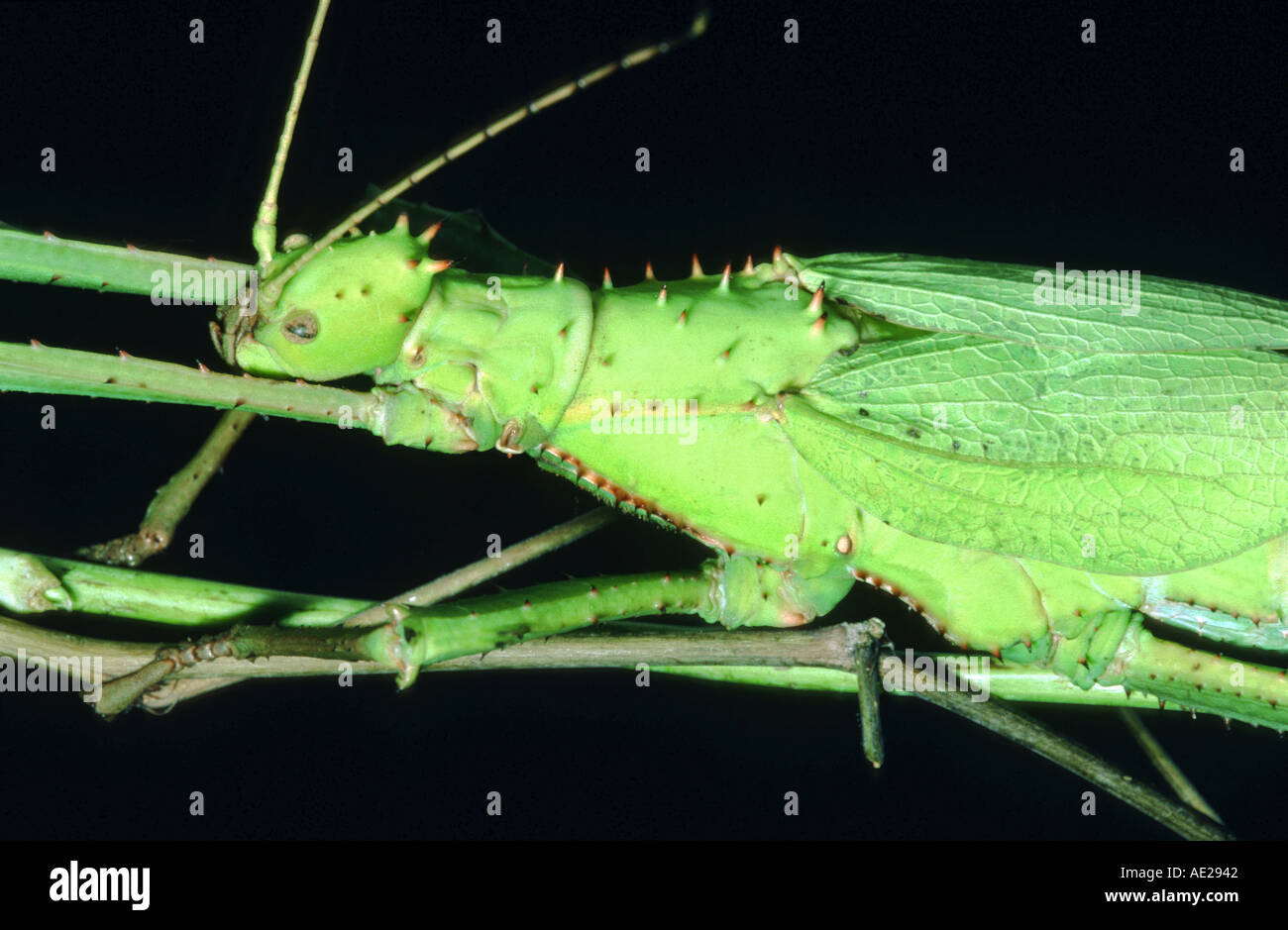 Phylum arthropods hi-res stock photography and images - Alamy
